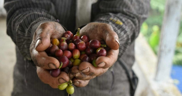 La app que ofrece apoyo a los caficultores colombianos - HostelVending